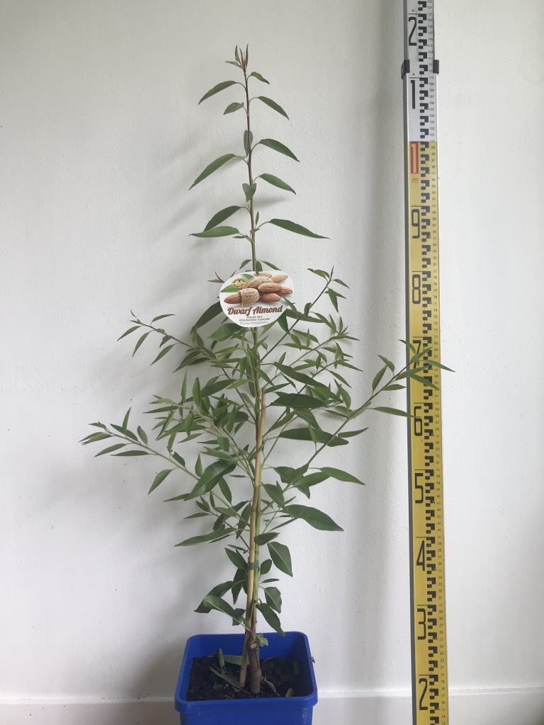 Almond – Self-pollinating - Blerick Tree Farm