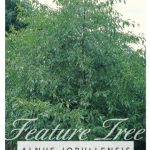 Coastal Tolerant Archives - Blerick Tree Farm