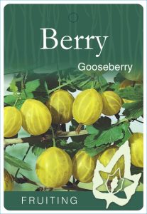 Berry – Gooseberry 'Captivator' - Blerick Tree Farm