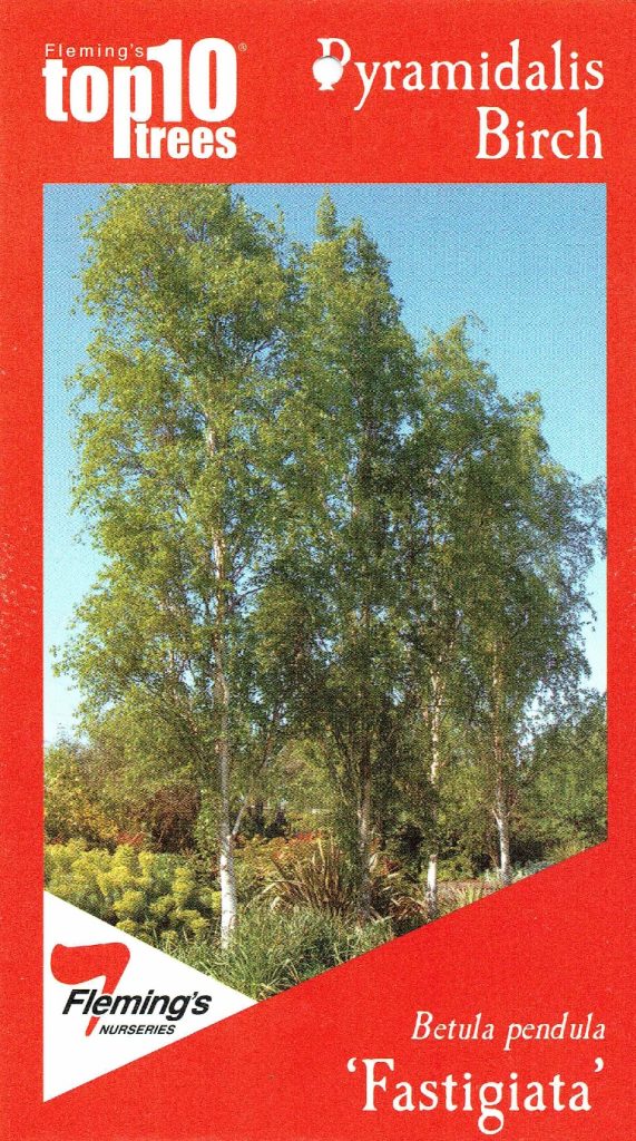 Betula pendula fastigiata- Pyramid Birch - Blerick Tree Farm