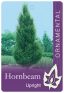 Upright Hornbeam | Carpinus betulus fastigiata | Blerick Tree Farm