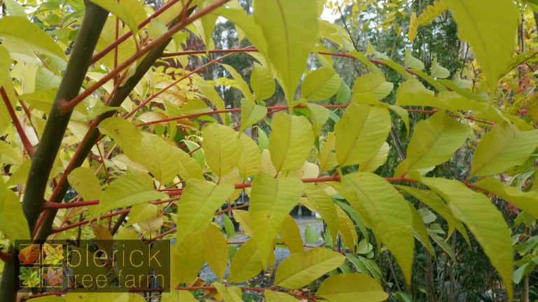 Chinese Toon Tree | Cedrella sinensis | Blerick Tree Farm