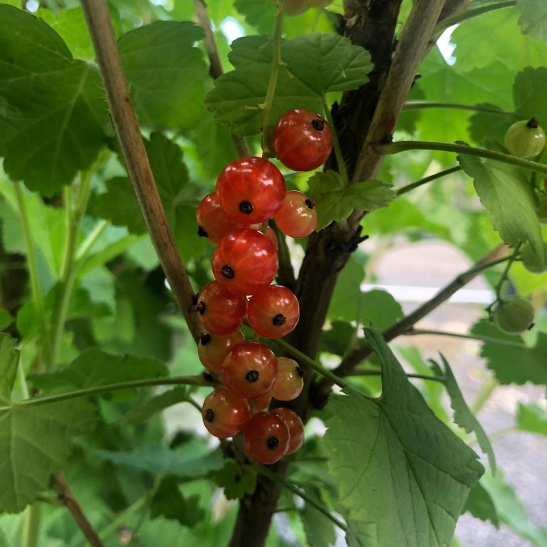 Currant – Red - Blerick Tree Farm