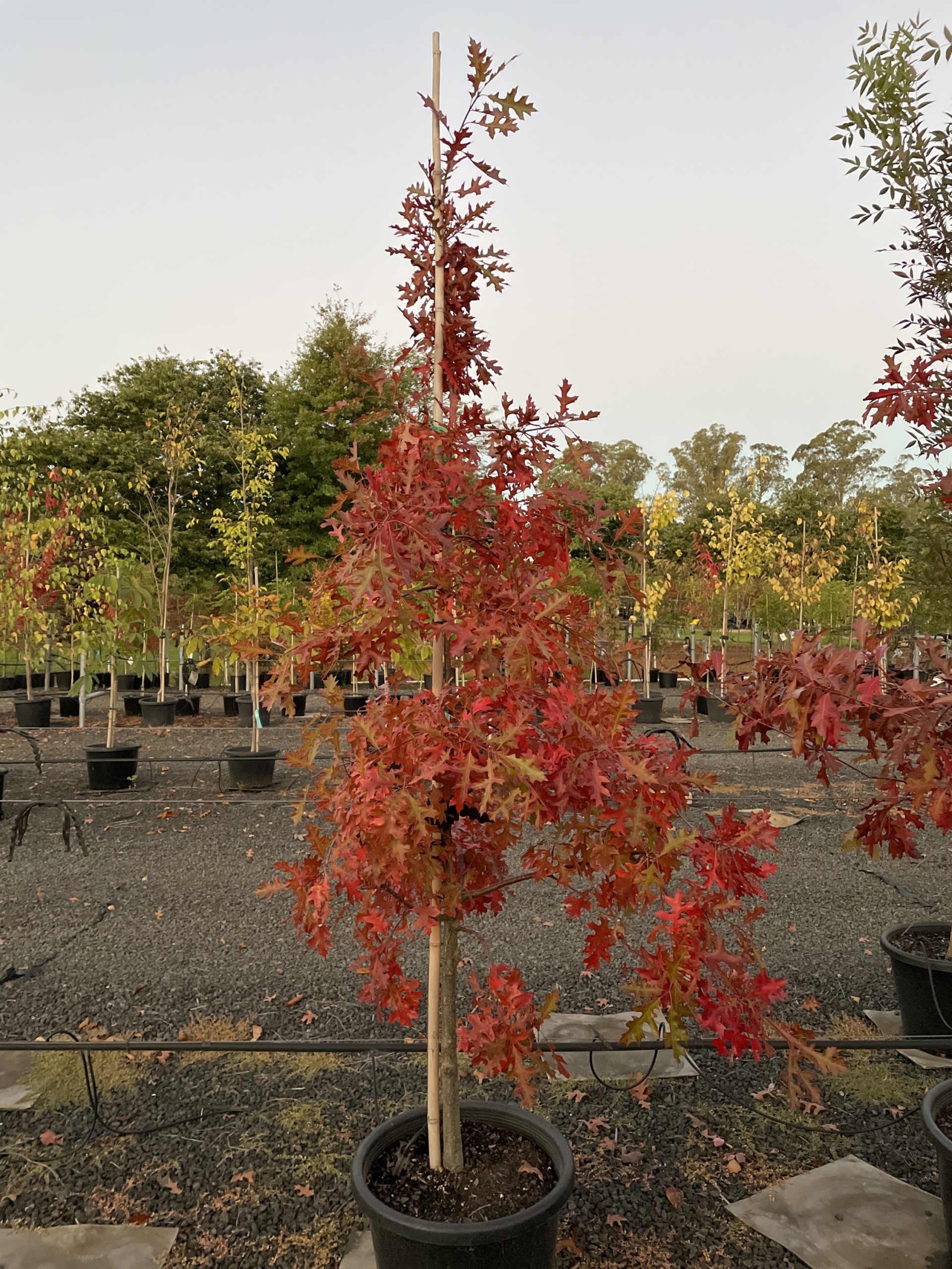 Quercus Palustris Pin Oak