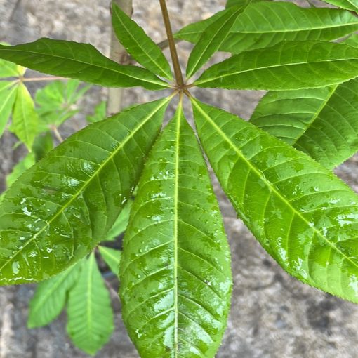Pyrus calleryana x pyrifolia 'NCPX1' Javelin - Blerick Tree Farm