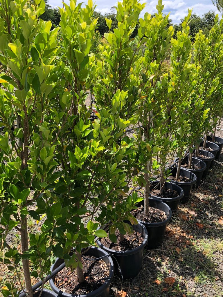 Ficus microcarpa hillii - Blerick Tree Farm