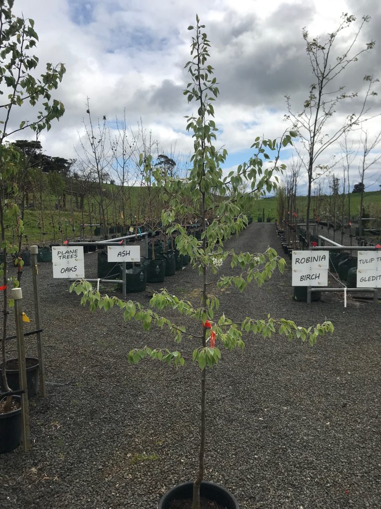Pyrus nivalis - Snow Pear - Blerick Tree Farm