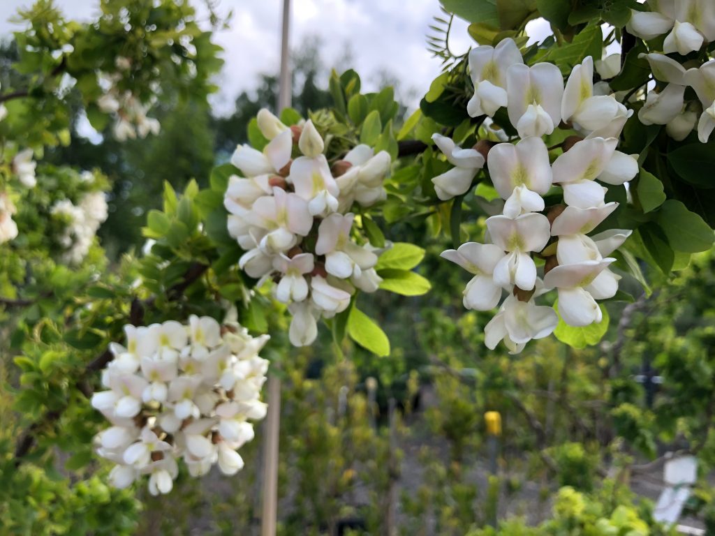 Robinia pseudoacacia tortuosa - Lace Lady - Blerick Tree Farm