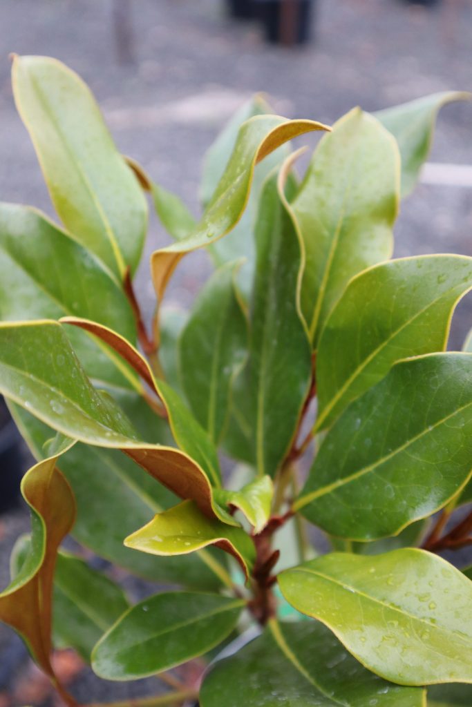 Evergreen Magnolia | Kay Parris Magnolia | Magnolia grandiflora