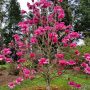 Magnolia - Felix - Blerick Tree Farm