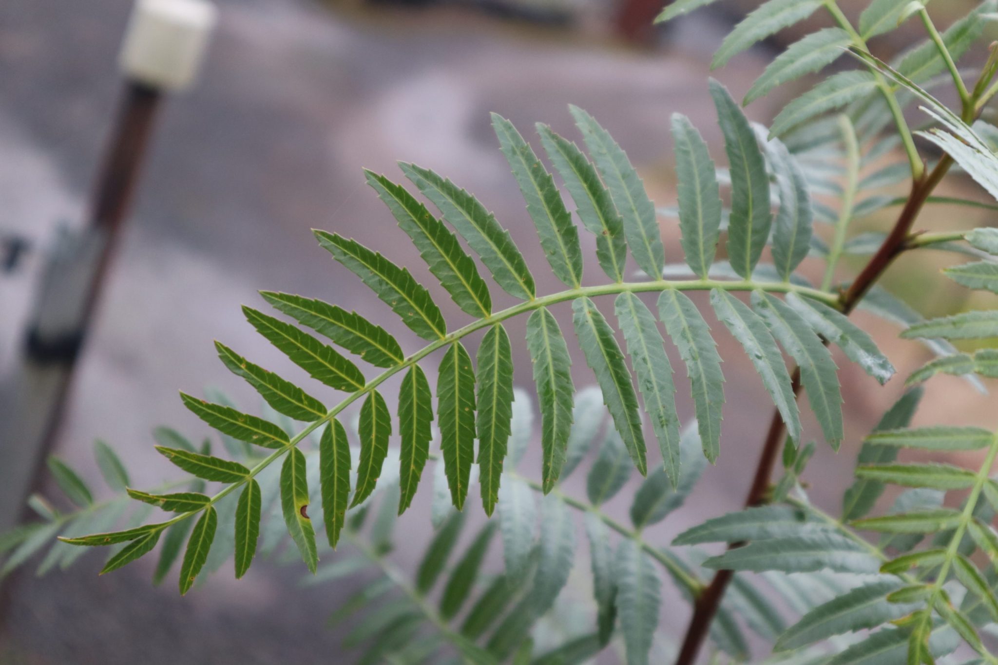 Schinus molle - Peruvian Peppercorn Tree - Blerick Tree Farm