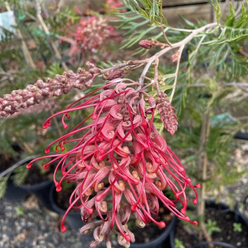 Australian Native Trees - Blerick Tree Farm