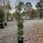 Australian Native Trees - Blerick Tree Farm