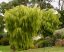 Lime Magik | Acacia cognata | Buy Trees Online | Blerick Tree Farm