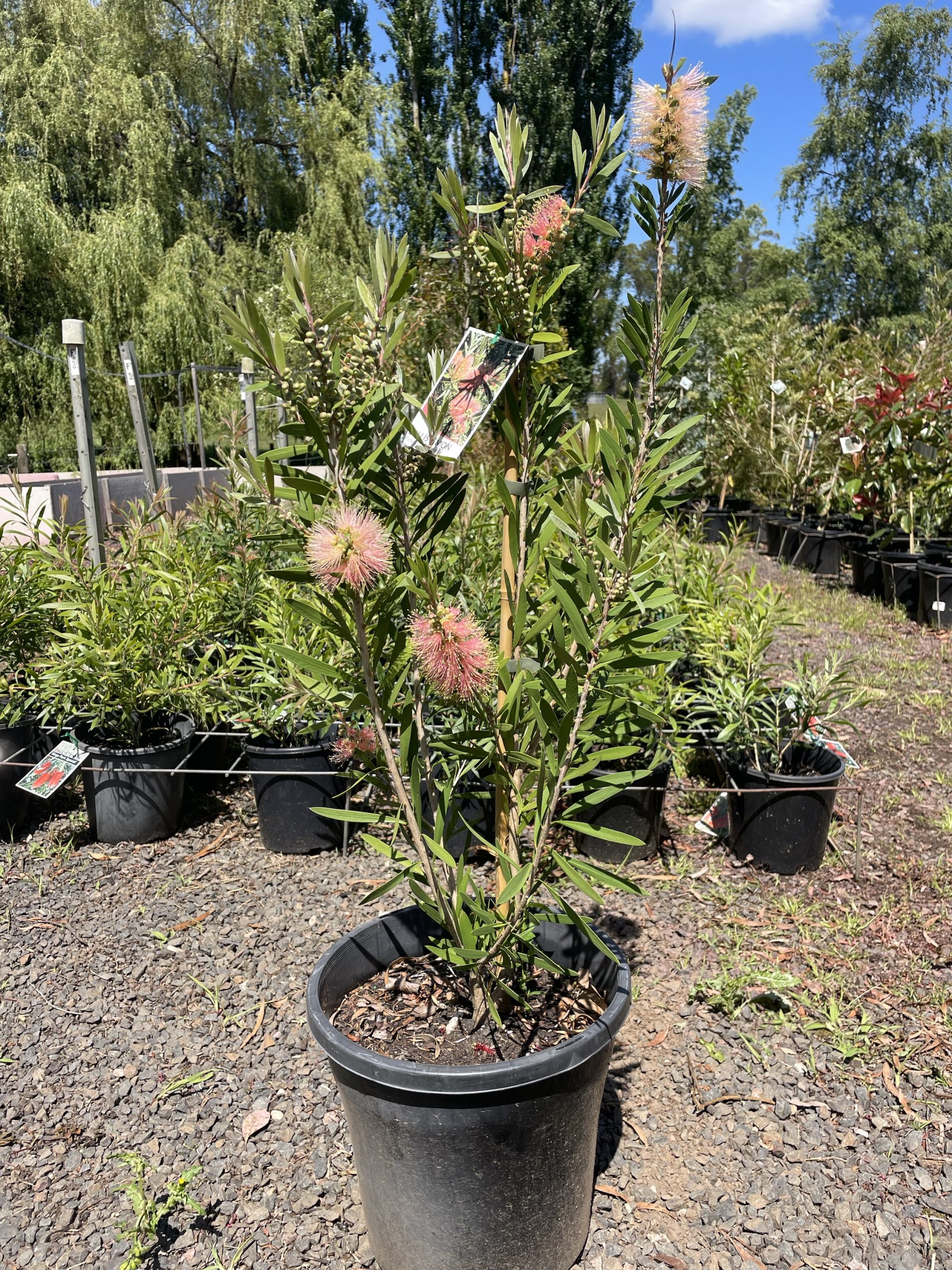 Callistemon citrinus- Pink Champagne - Blerick Tree Farm