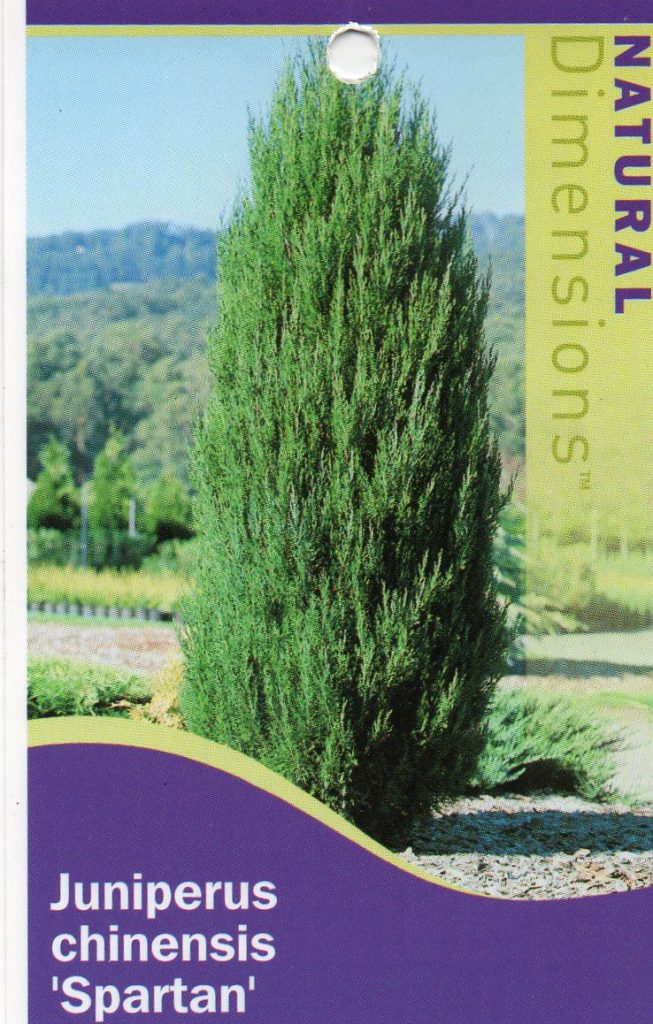 Junipers chinensis 'Spartan' - Blerick Tree Farm