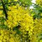 Laburnum x waterei Vossi - Golden Chain Tree - Blerick Tree Farm