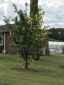 Laburnum x waterei Vossi - Golden Chain Tree - Blerick Tree Farm