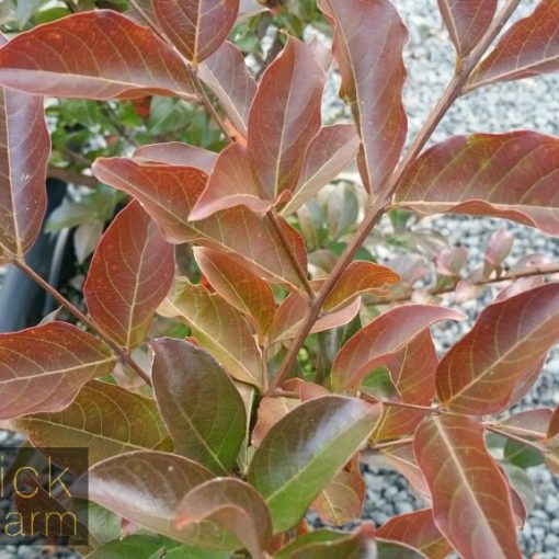 Crepe Myrtle (Lagerstroemia) | Buy Crepe Myrtle Trees | Advanced Sizes