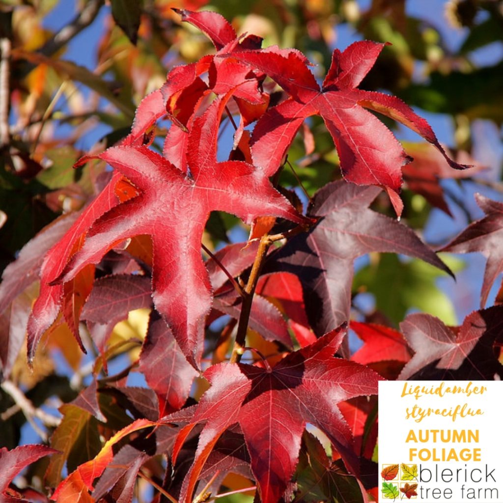 Liquidamber styraciflua - Sweetgum - Blerick Tree Farm