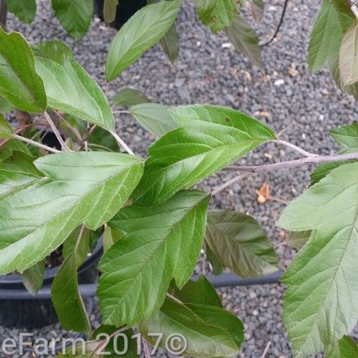 Lagerstroemia indica x fauriei - Zuni Crepe Myrtle - Blerick Tree Farm