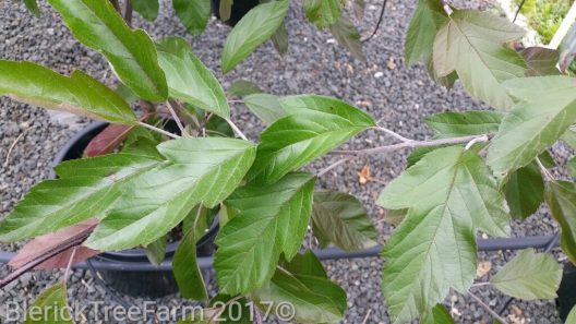 Malus ioensis 'Rubra' - Red Flowering Crab Apple - Blerick Tree Farm