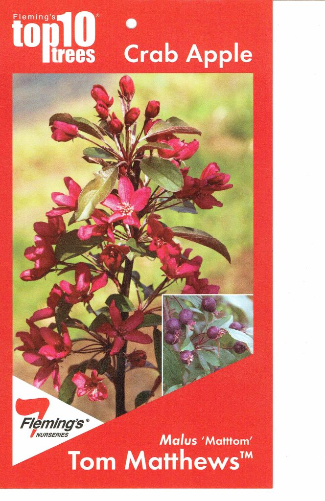 Malus - Tom Matthews™ - Blerick Tree Farm