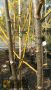 Melia azedarach - White Cedar - Blerick Tree Farm