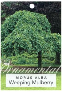 Morus alba pendula - Weeping Mulberry - Blerick Tree Farm