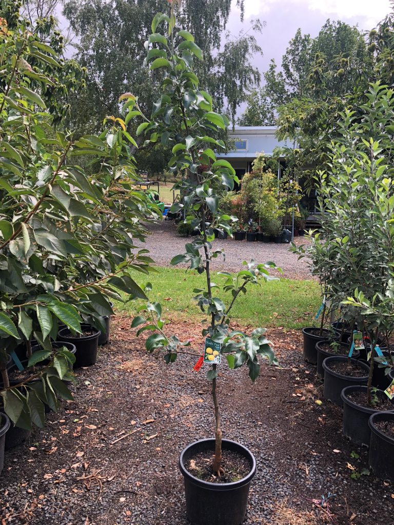 Nashi Pear - 20th Century / Nijisseiki - Blerick Tree Farm