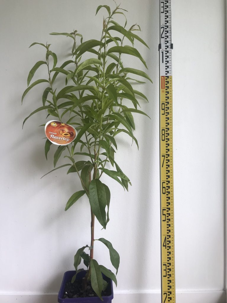 Nectarine – Flavortop DWARF - Blerick Tree Farm