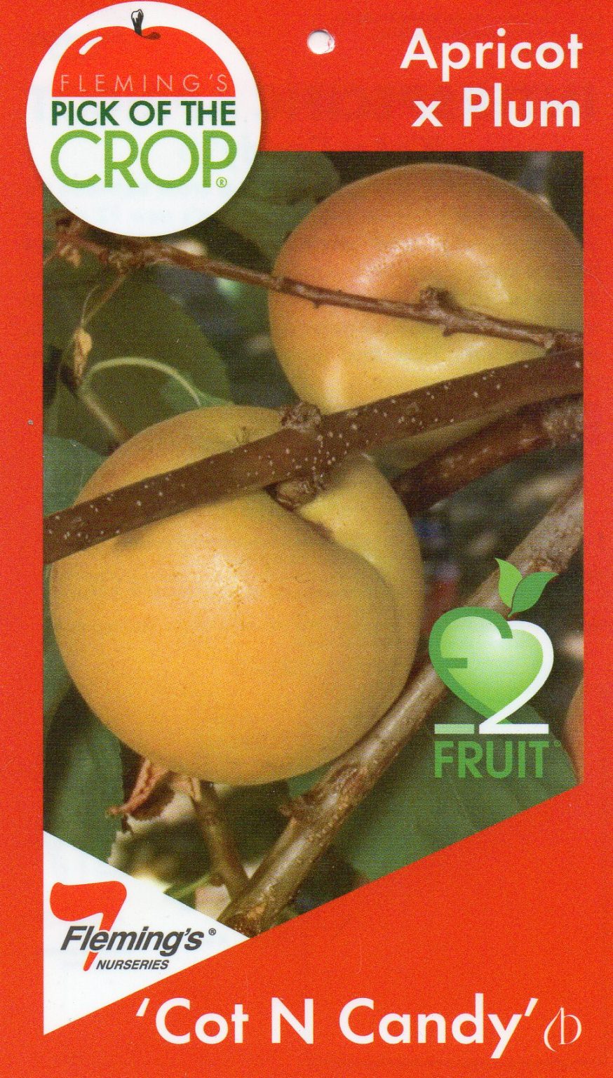 New Generation Fruit - Cot N Candy - Blerick Tree Farm