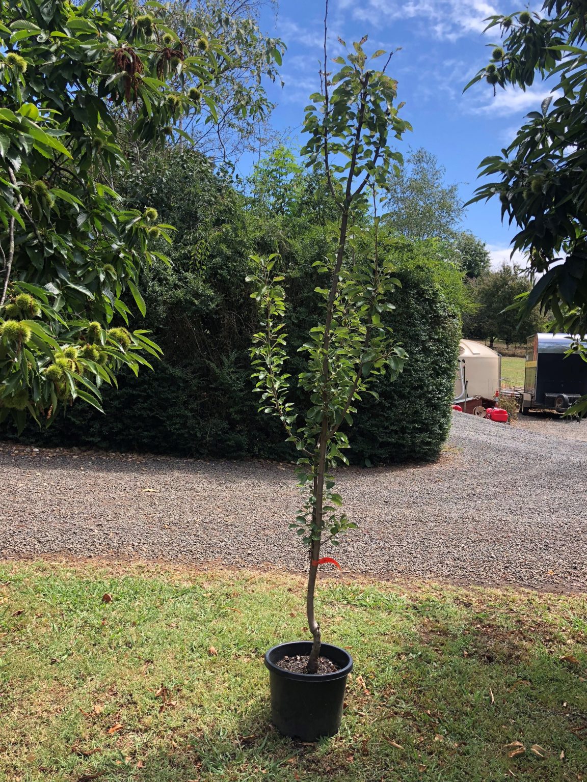 Pear - Paradise Mini Pear - Blerick Tree Farm