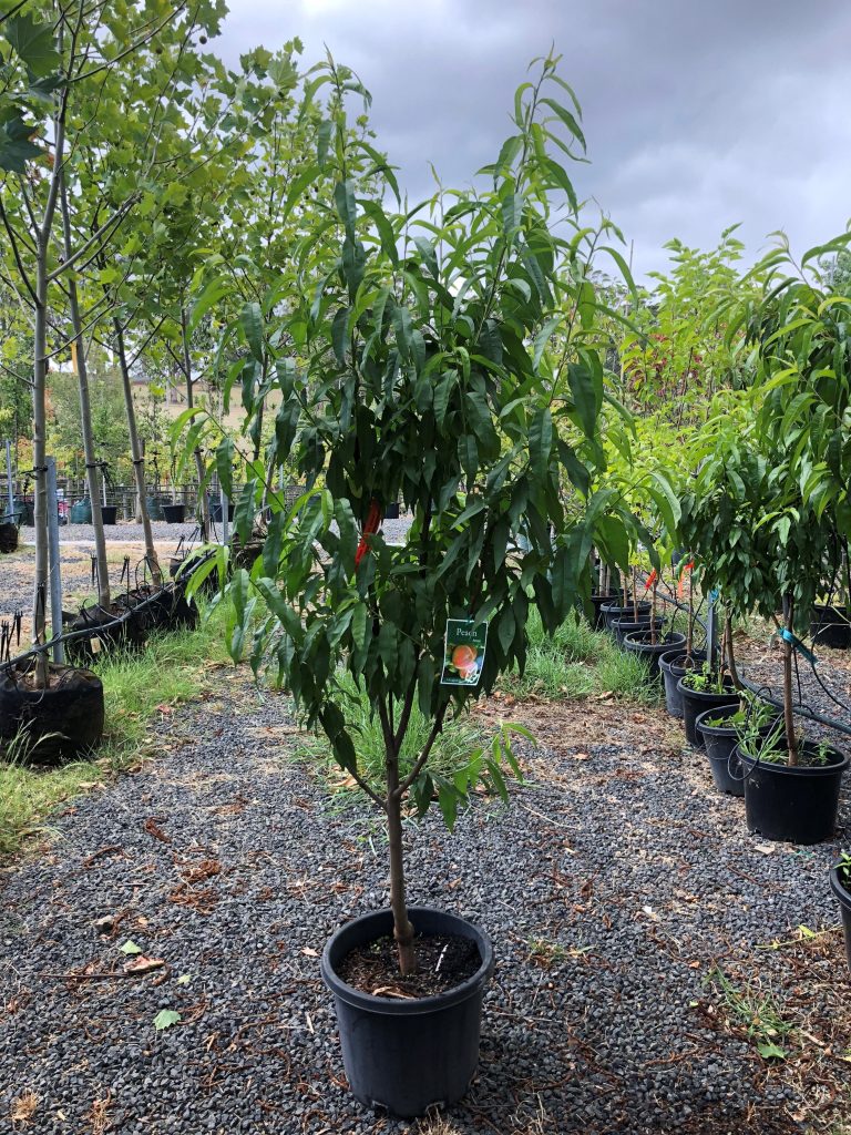 Peach – Anzac - Blerick Tree Farm