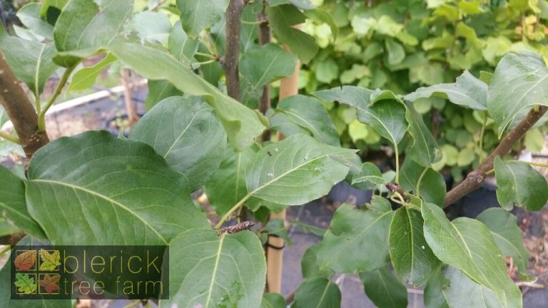 Pear - Beurre Bosc - Blerick Tree Farm