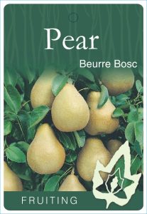 Pear - Beurre Bosc - Blerick Tree Farm