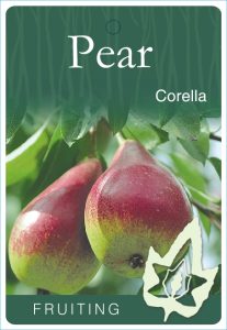 Pear – Corella - Blerick Tree Farm