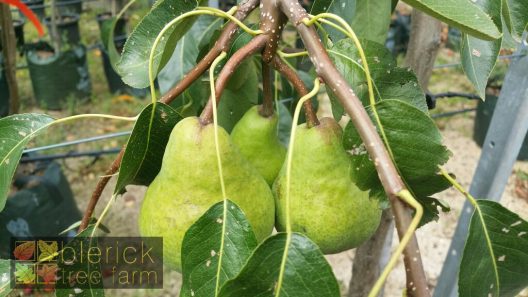 Pear - Packhams Triumph - Blerick Tree Farm