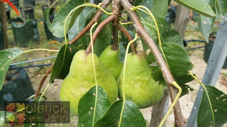 Pear - Packhams Triumph - Blerick Tree Farm