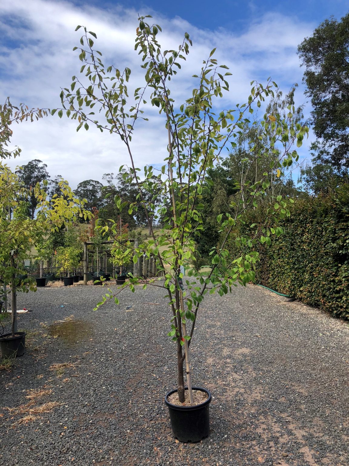 Prune – D'Agen - Blerick Tree Farm