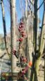 Prunus cerasifera - Oakville Crimson Spire - Blerick Tree Farm