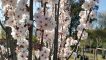 Prunus cerasifera - Oakville Crimson Spire - Blerick Tree Farm