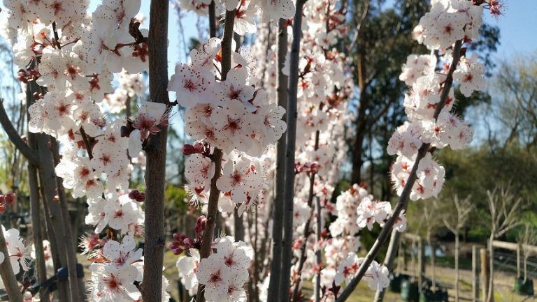 Prunus cerasifera - Oakville Crimson Spire - Blerick Tree Farm