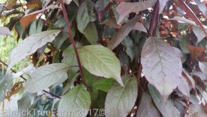 Prunus cerasifera - Oakville Crimson Spire - Blerick Tree Farm