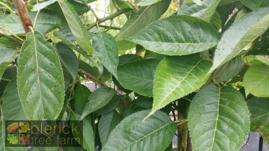 Prunus (Cherry) 'Tai Haku' - Blerick Tree Farm