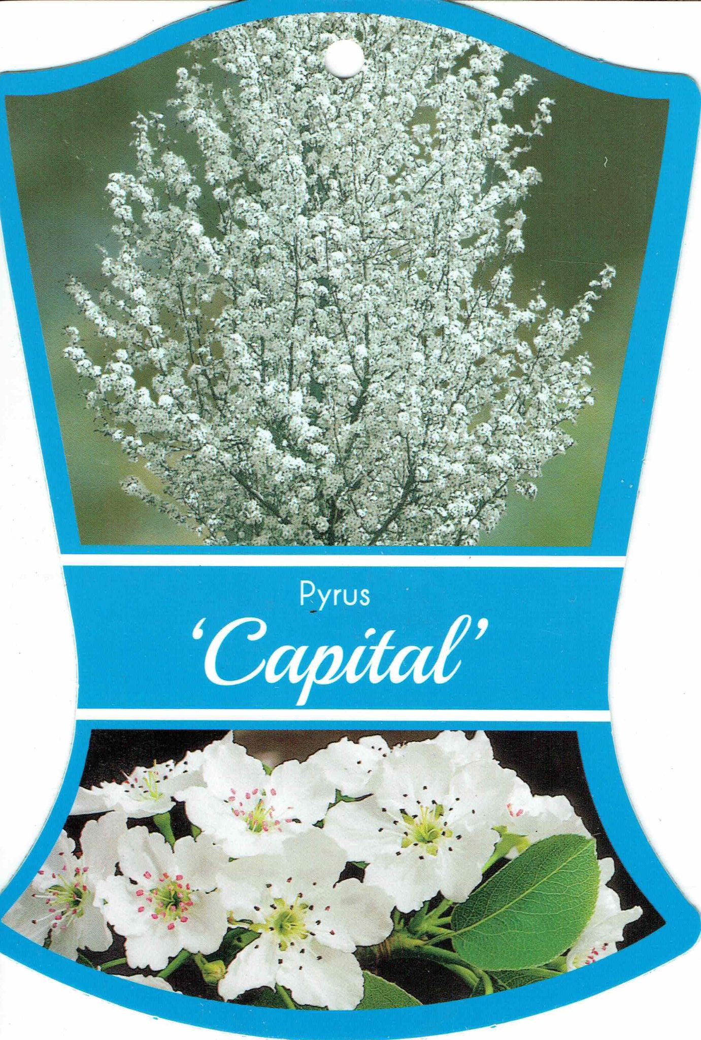 Pyrus calleryana - Capital - Blerick Tree Farm