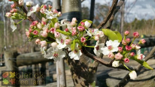Pyrus calleryana - Cleveland Select - Blerick Tree Farm
