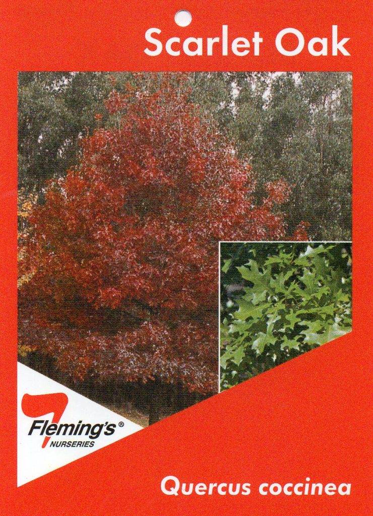 Quercus coccinea - Scarlet Oak - Blerick Tree Farm