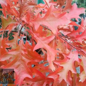 The Best Shade Trees - Blerick Tree Farm