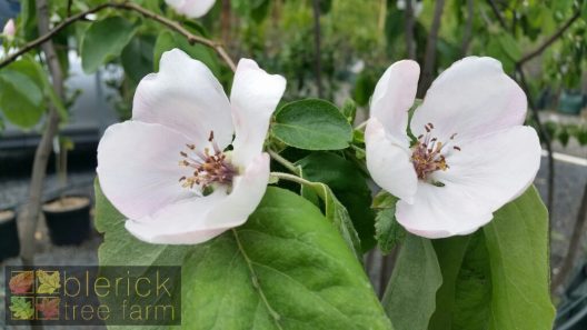 Quince – Smyrna - Blerick Tree Farm